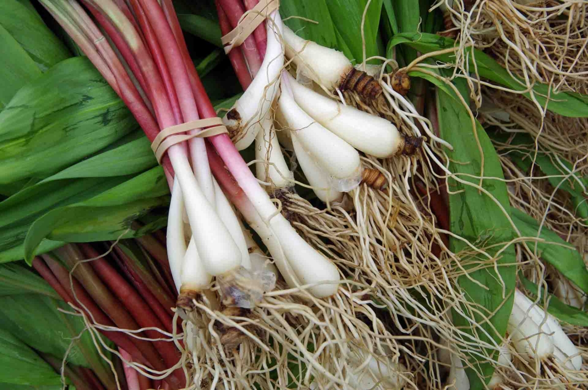 How to Forage, Store, and Cook Ramps – Your Daily Vegan